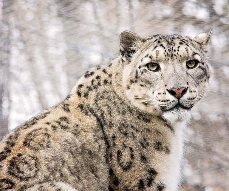 Snow Leopard Trust - Aegis Charitable Trust